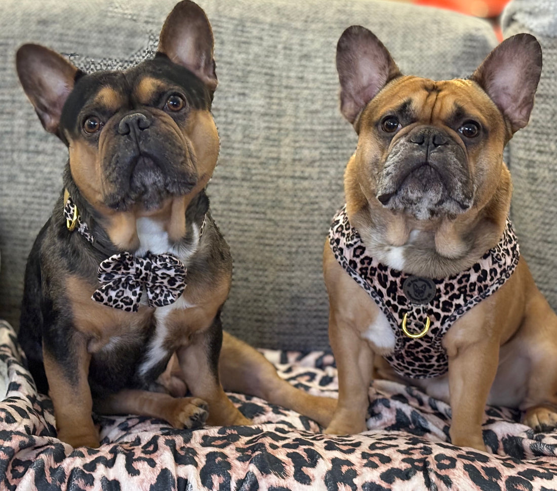 Private bookable soft play for dogs – BB Dog Boutique Ltd